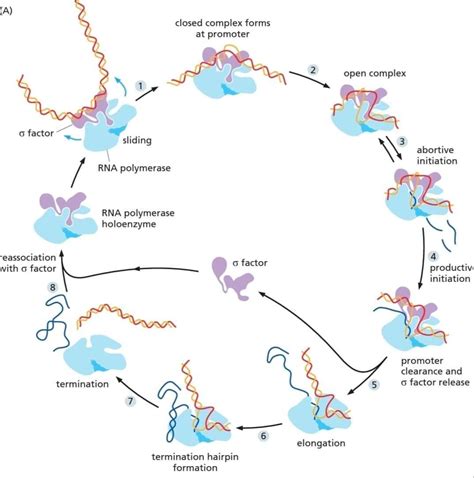 Hanaa Fayed On Linkedin The Transcription Cycle Of Bacterial Rna Polymerase ‼️ In Step 1 The Rna…