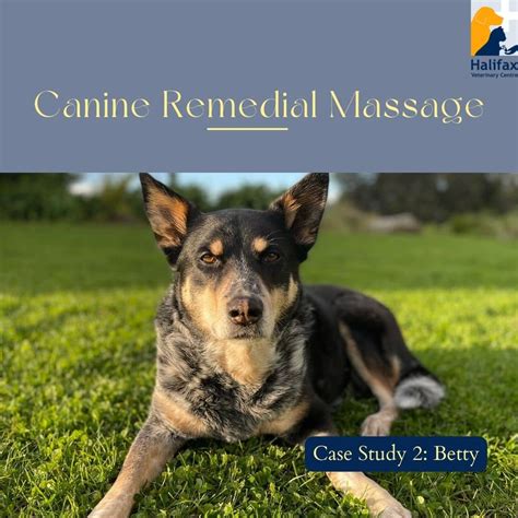 Canine Remedial Massage For Mobility And Comfort Halifax Vets