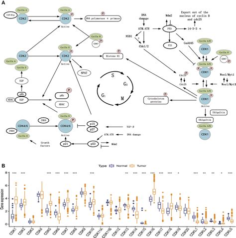 Cell Cycle Regulation Steps And Expression Of CDK Family Genes A Download Scientific Diagram
