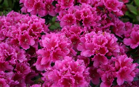 Is Azalea Flowers Edible At Ella Reibey Blog