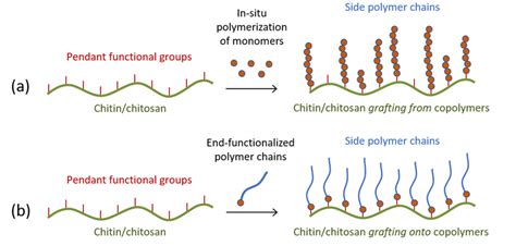 Schematic Representation Of The A Grafting From And B Grafting Download Scientific Diagram