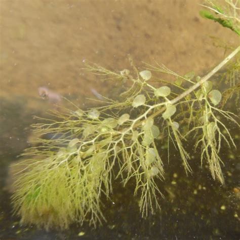 Bladderwort Utricularia Vulgaris Native Oxygenator Wetland Plants