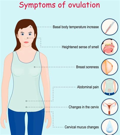 How To Determine When You Are Ovulating Kanaa Turning Dreams Into Families
