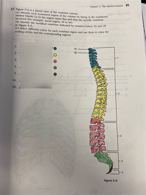 Anatomy Diagram 3 Diagram Quizlet