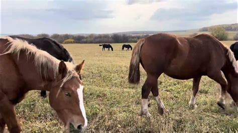 Лошади на пастбище в октябре 2023 Youtube