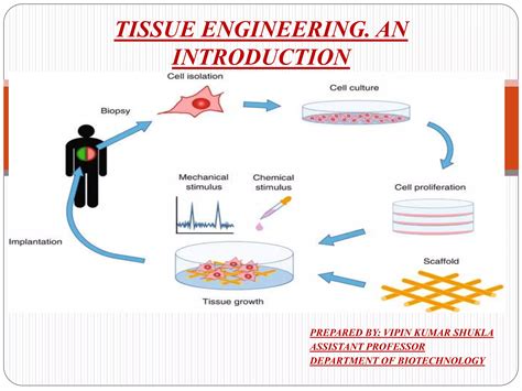 Tissue Engineering An Introduction Pptx Biotech And Biomedical