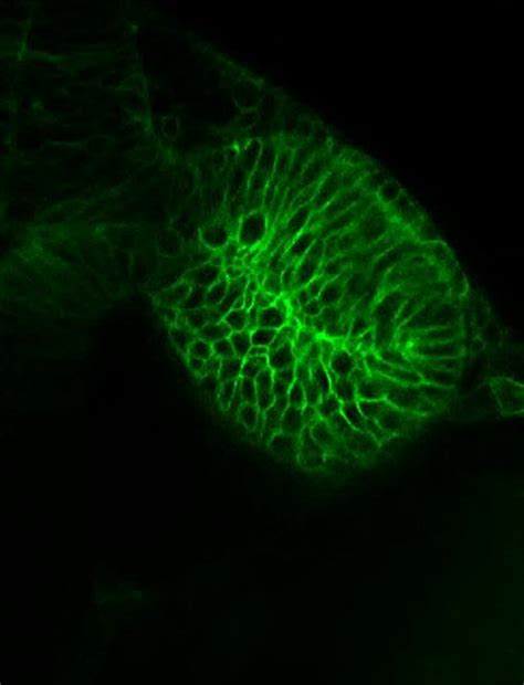 Figures And Data In Eye Morphogenesis Driven By Epithelial Flow Into The Optic Cup Facilitated