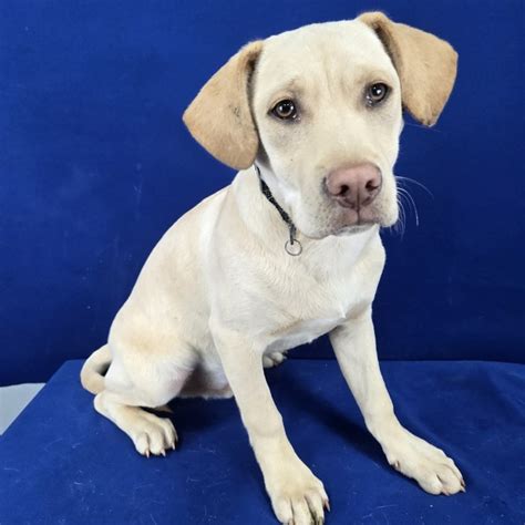 Ruston Meet Simba The King Of Cuddles And Playtime 🦁👑 Simba Is Ready To Rule Your Heart