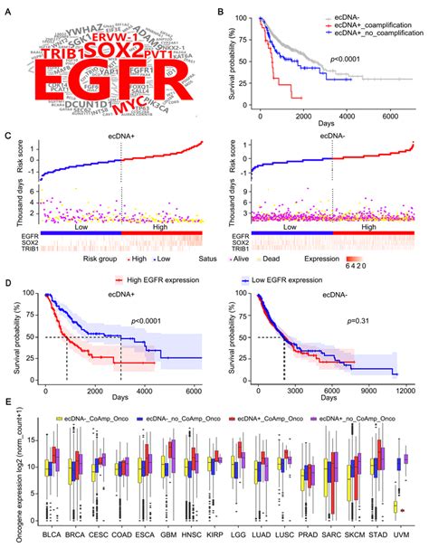 Analysis Of Enhancer Oncogene Co Amplification In Ecdna A Frequently Download Scientific