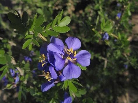 The Sonoran Guayacan Guaiacum Spadefoot Nursery Facebook
