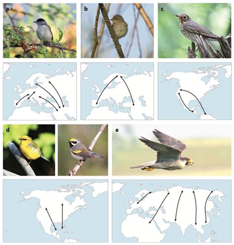 詹祥江实验室受邀在Annual Review of Animal Biosciences发表鸟类迁徙遗传和进化综述论文 生物通