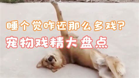 盘点全网最搞笑的宠物奇葩睡姿，睡个觉也那么多花招，太好笑了 Youtube