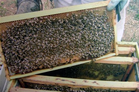 Agricultural Beekeeping Cooperative Kythira