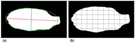 Cattle Weight Estimation Using Fully And Weakly Supervised Segmentation