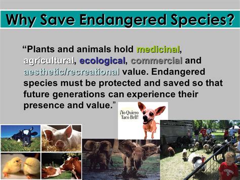 Endangered Species The Rare Scare Ppt Video Online Download