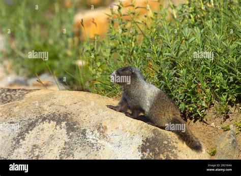 Hoary Marmot Marmota Caligata Ice Grey Marmots Marmots Marmosets