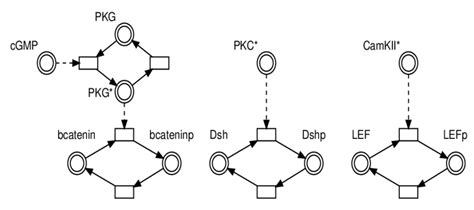 5 Crosstalk Between Two Pathways Download Scientific Diagram