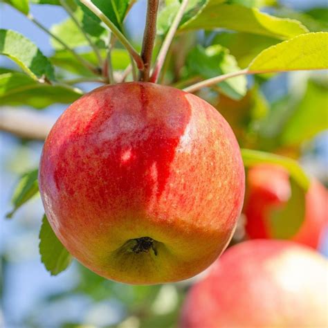 Buy Online Honeycrisp Apple Tree For Your Home And Garden Maya