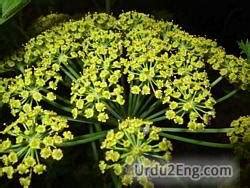 Parsnip Urdu Meanings