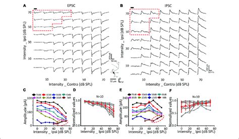 Monaural Selectivity On The Neurons With Ipsilateral Inputs