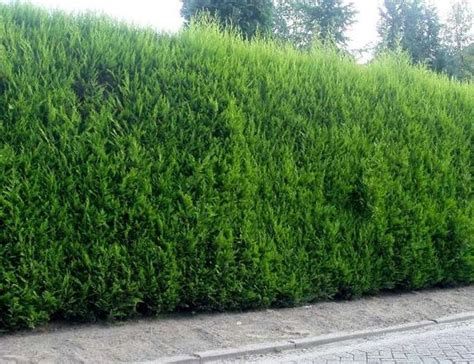 Siepi Da Giardino Siepi Caratteristiche Delle Siepi Da Giardino