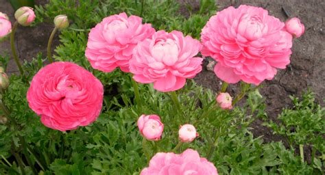 Многолетнее садовое растение Лютик — фото описание и уход Основные виды и размножение растения