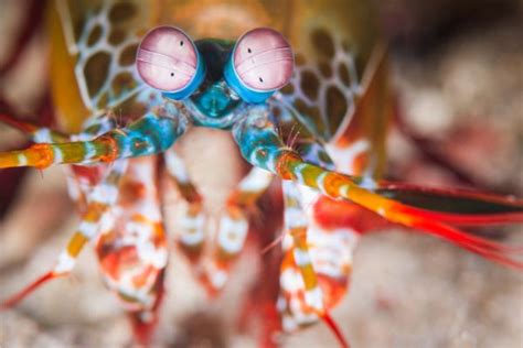 Peacock Mantis Shrimp Eyes
