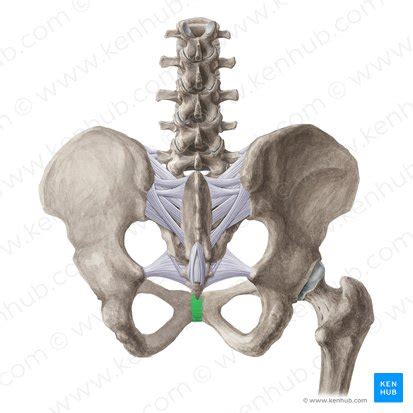Sínfisis Del Pubis Anatomía Estructura Y Función Kenhub