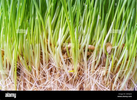 Sprouts Of Wheat With Roots Microgreens Texture Young Plants Green