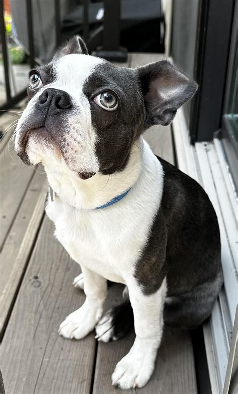 Igloo Is Getting So Big R Bostonterrier