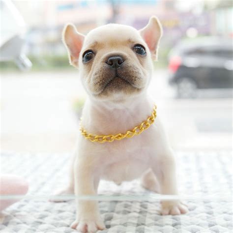 프렌치불독분양 프불분양 크림프불분양 대구 강아지 분양 대구 애견 분양 도그라이프행복분양