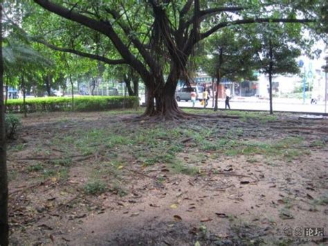 Huge Tree Roots Pics Izismile Com