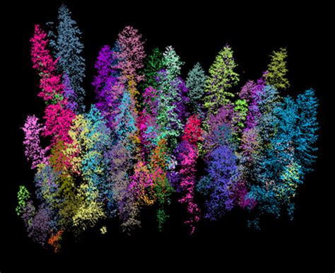 3d Mapping Of Forests With Lidar Colorful Trees On Black Background