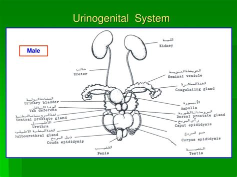 PPT Mouse Dissection PowerPoint Presentation Free Download ID 6032514