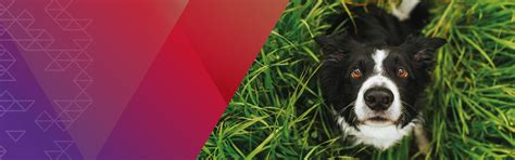 Bravecto Quantum Flea And Tick Protection Bravecto Nz