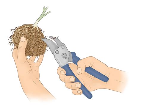 Root Pruning Trimming Roots Of Rootbound Plants Gardening Know How