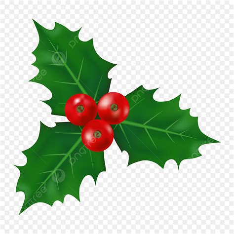 Awesome Vector Holly Leaves Images