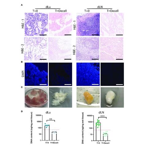Extracellular Matrix Of Lung And Lymph Nodes Obtained By Download Scientific Diagram