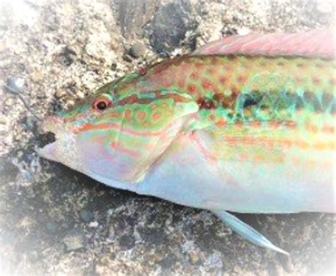 ベラって美味しい魚なの釣り方 食べ方をチェック初心者向き釣りまとめアンテナ
