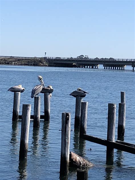 Pelicans Birds Nature Free Photo On Pixabay Pixabay