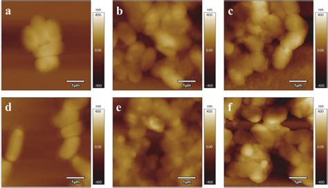 Figure 1 From Cationic π Conjugated Polyelectrolyte Shows Antimicrobial