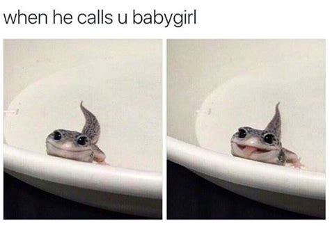 Lizard Tongue Memes Werken Alle Producten Tegen Vlooien Even Goed