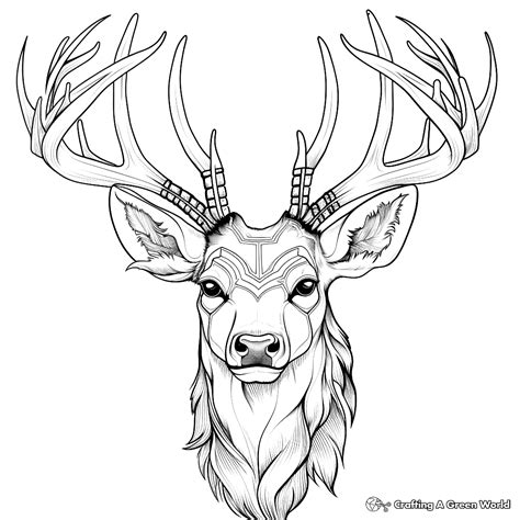 Realistic Whitetail Deer Coloring Pages Deer Pencil Drawing Print