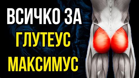 Глутеус Максимус Функции Тестове Упражнения и Стречинг Youtube