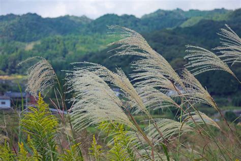 How When And Why To Cut Back Ornamental Grasses Reportwire