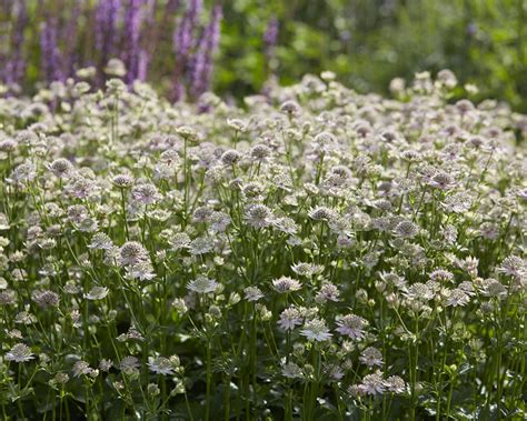 Astrantia Major Florence Bare Roots — Buy White Masterwort Flowers