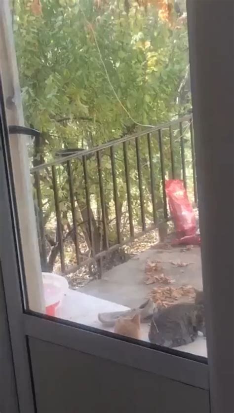 Function Open Has Unexpected Side Effects Rcat