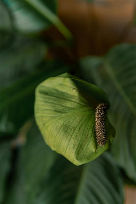 4k 바탕화면 Hd 벽지 가벼운 가을 벽지 꽃 꽃 바탕화면 꽃 벽지 꽃 사진 나무 나뭇잎 녹색 녹색 꽃 녹색 숲 녹색 식물 들판 마른 잎 멋진