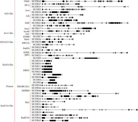 Exon Intron Structures Of Slchr Genes Introns Are Represented By Download Scientific Diagram