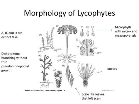 Ppt Lycophytes The Earliest Still Extant Tracheophyte Lineage And Ferns Monilophytes